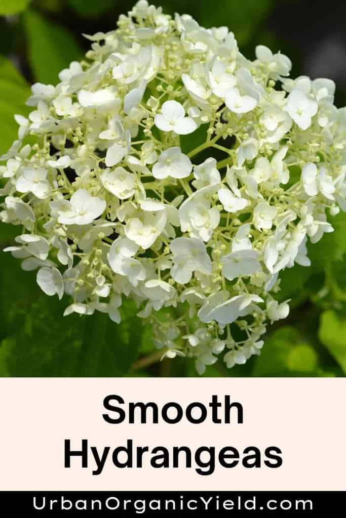 Hydrangea Varieties And Types | UrbanOrganicYield.com