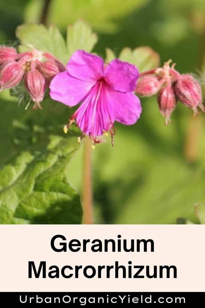 Types Of Geraniums For Your Garden | UrbanOrganicYield.com
