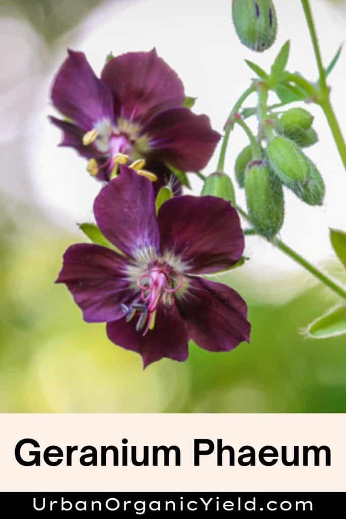 Types Of Geraniums For Your Garden | UrbanOrganicYield.com
