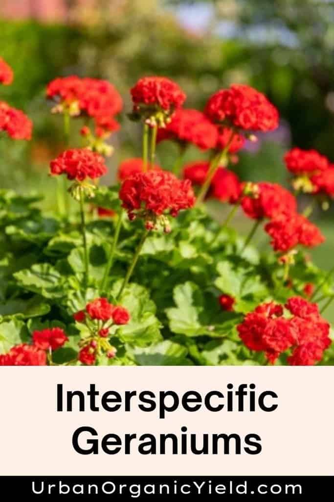 Types Of Geraniums For Your Garden | UrbanOrganicYield.com