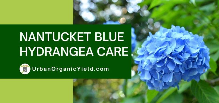 Nantucket Blue Hydrangea Care | UrbanOrganicYield.com