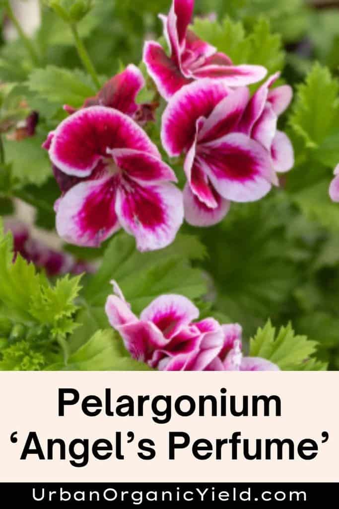 Types Of Geraniums For Your Garden | UrbanOrganicYield.com