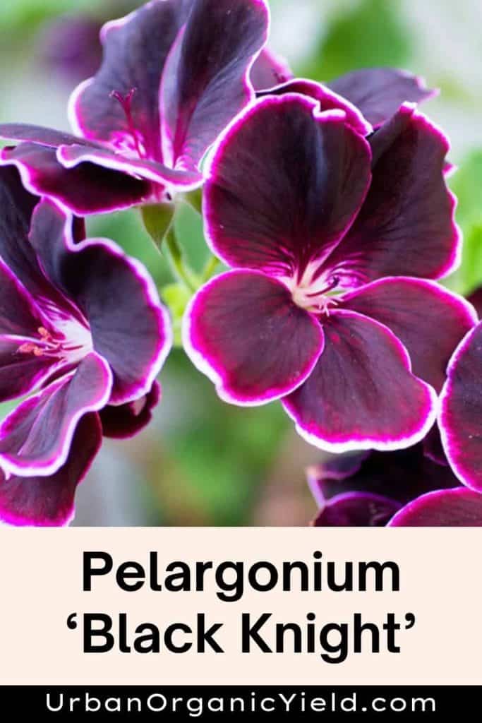 Types Of Geraniums For Your Garden | UrbanOrganicYield.com