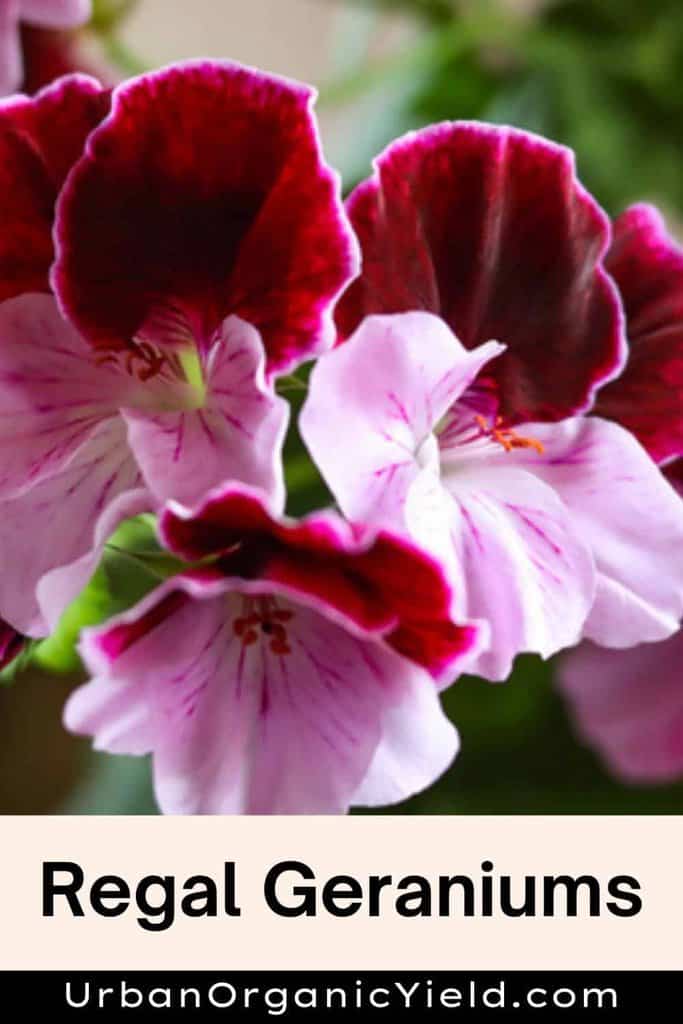Types Of Geraniums For Your Garden | UrbanOrganicYield.com