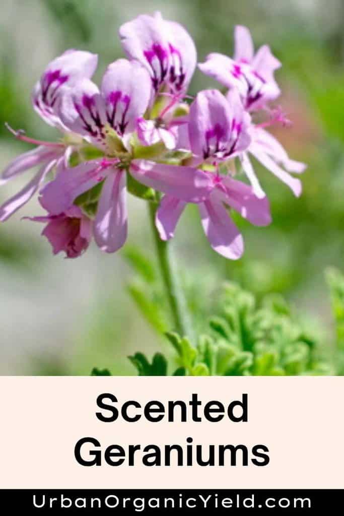 Types Of Geraniums For Your Garden | UrbanOrganicYield.com
