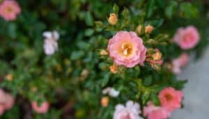 Drift Rose Care: Planting And Growing | UrbanOrganicYield.com