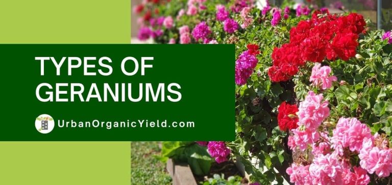 Types Of Geraniums For Your Garden | UrbanOrganicYield.com