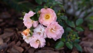 Drift Rose Care: Planting And Growing | UrbanOrganicYield.com