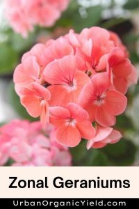 Types Of Geraniums For Your Garden | UrbanOrganicYield.com