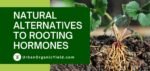 Natural Rooting Hormones: Better Way To Propagate Plants ...