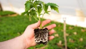 Natural Rooting Hormones: Better Way To Propagate Plants ...