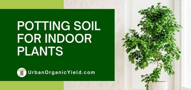 Soil For Indoor Plants: DIY And What You Need To Look Out For ...