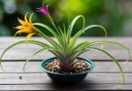 Life Cycle Of Air Plants | UrbanOrganicYield.com